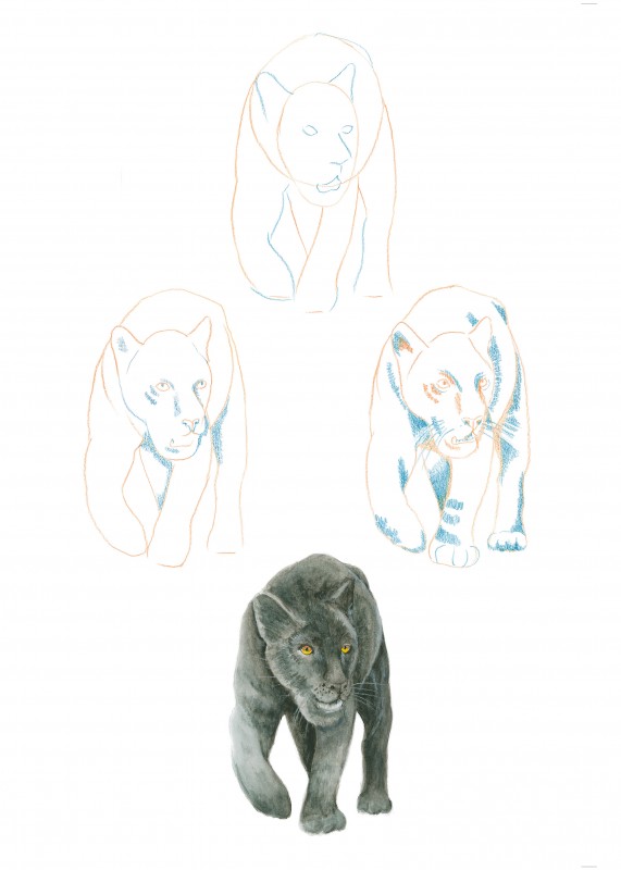 how to draw a rainforest￼