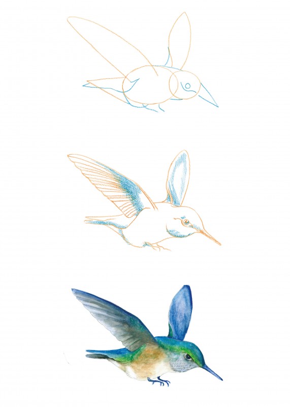 how to draw rainforest animals